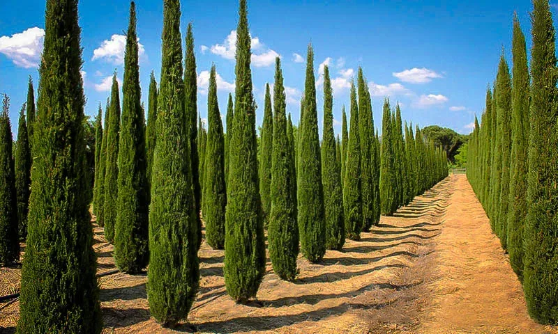 Understanding the Cypress Trees | The Tree Center™