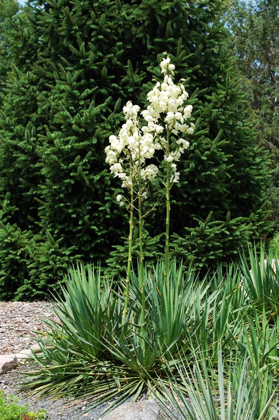 Ivory Tower Yuccas For Sale Online | The Tree Center