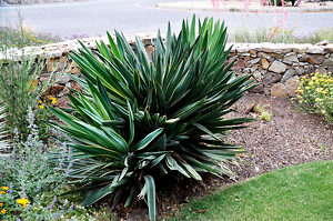 Ivory Tower Yuccas For Sale Online | The Tree Center