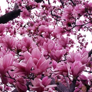 Jane Magnolia Trees For Sale - Buy Jane Magnolias | The Tree Center