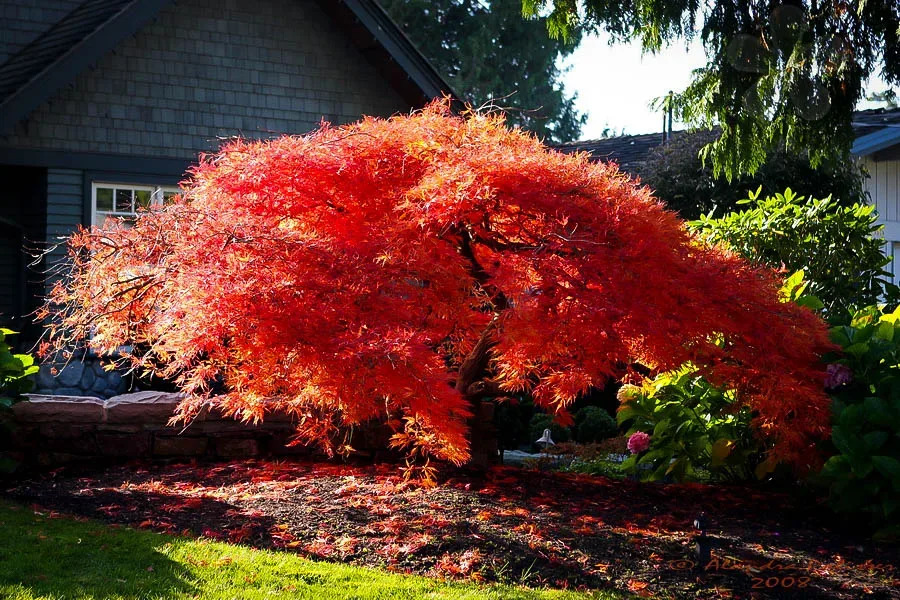 Orangeola Japanese Maple | Buy Orangeola Japanese Maple Tree Online