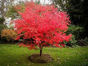 Osakazuki Japanese Maple For Sale Online | The Tree Center