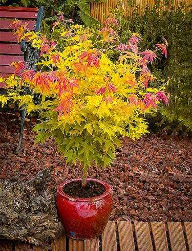 How to Plant Japanese Maple Trees | Planting & Care Guide for Japanese ...