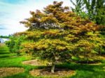 Classic Trees for a Japanese Garden | The Tree Center™
