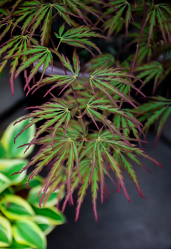 Jeddeloh Orange Japanese Maple For Sale Online | The Tree Center