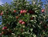 Jonathan Apple Trees For Sale Online | The Tree Center