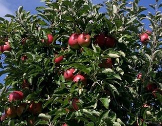 Jonathan Apple Trees For Sale Online | The Tree Center