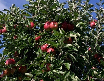 Jonathan Apple Trees For Sale Online | The Tree Center