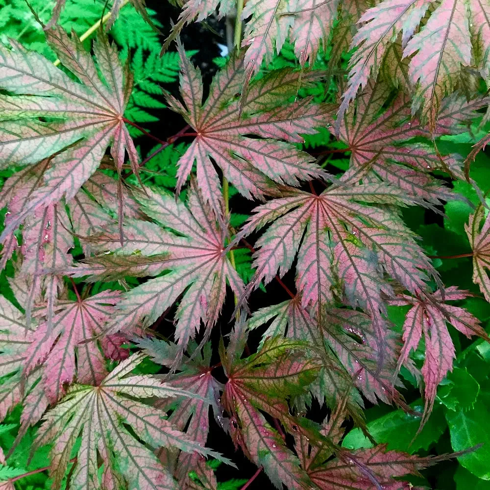 Jubilee Japanese Maple Trees For Sale Online | The Tree Center