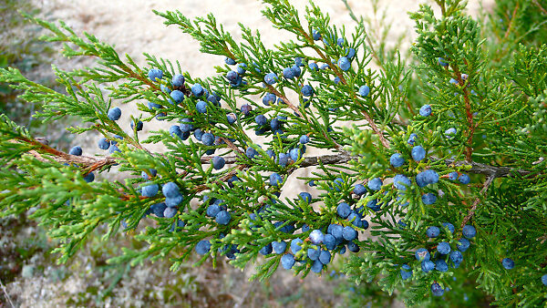 Eastern Red Cedar – the toughest Juniper There Is | The Tree Center™