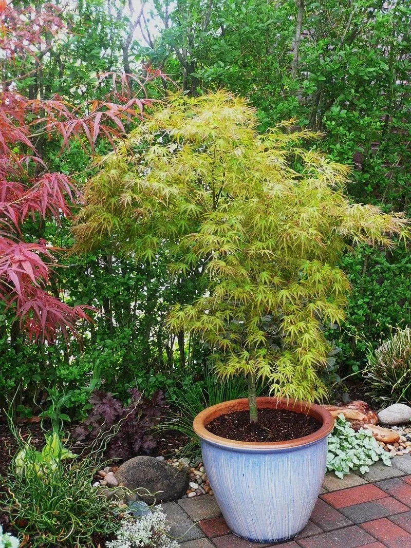 Japanese Maple Trees For Sale Online | The Tree Center