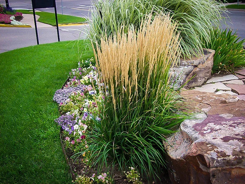 Karl Foerster Feather Reed Grass For Sale | The Tree Center