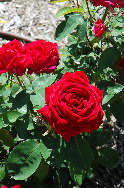 Kashmir Roses For Sale Online | The Tree Center