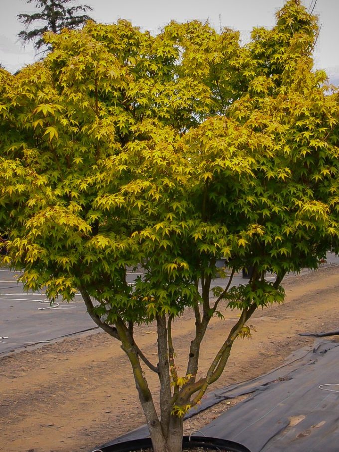 Japanese Maple Trees For Sale Online | The Tree Center