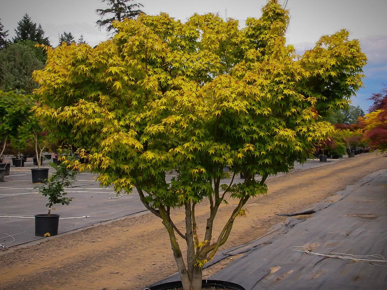 Katsura Japanese Maple Trees For Sale Online | The Tree Center