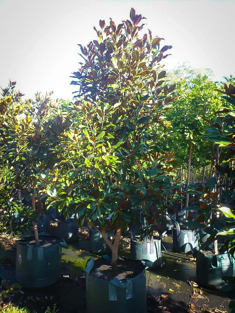 Magnolia Trees For Sale Online | The Tree Center