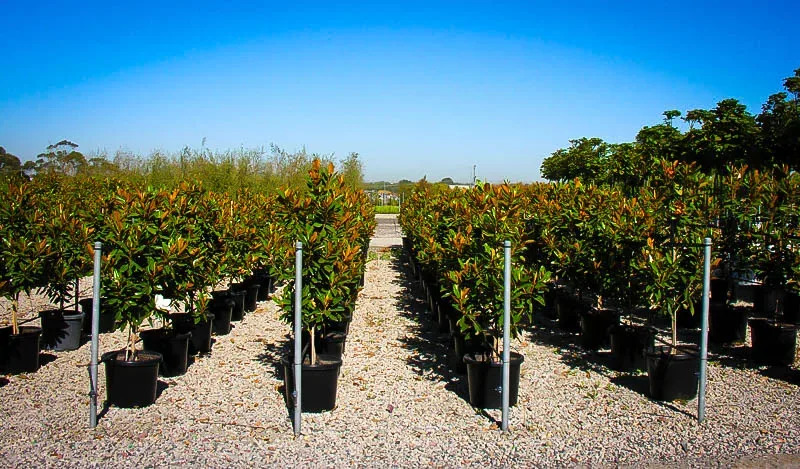 Kay Parris Magnolia Trees For Sale Online | The Tree Center