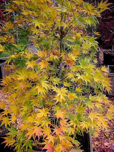Ki-hachijo Japanese Maple Trees For Sale Online | The Tree Center