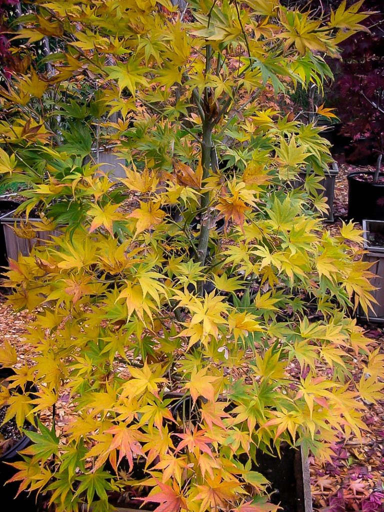 Ki-hachijo Japanese Maple Trees For Sale Online | The Tree Center