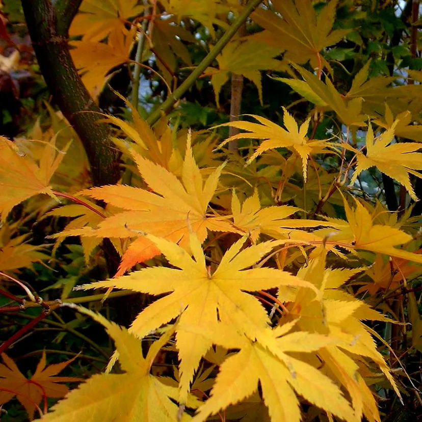 Ki-hachijo Japanese Maple Trees For Sale Online | The Tree Center