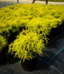 Kings Gold Cypress For Sale Online | The Tree Center