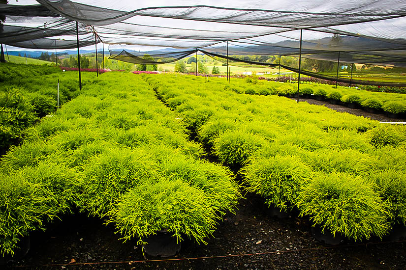 Kings Gold Cypress For Sale Online | The Tree Center