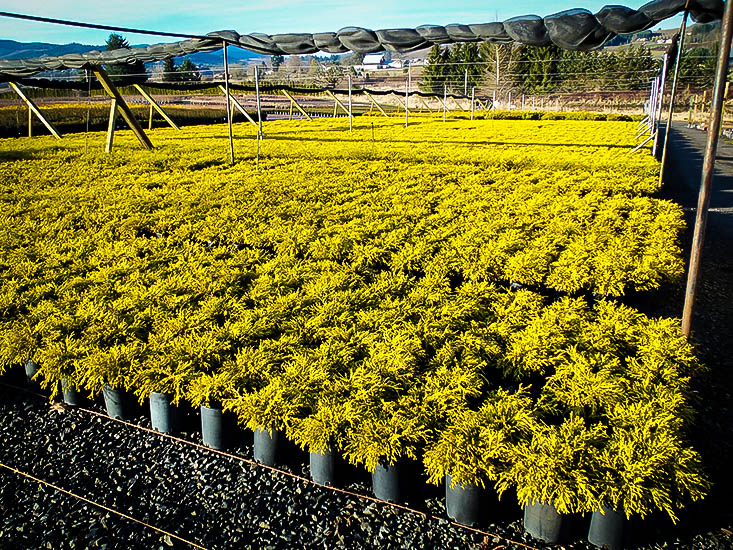 Kings Gold Cypress For Sale Online | The Tree Center