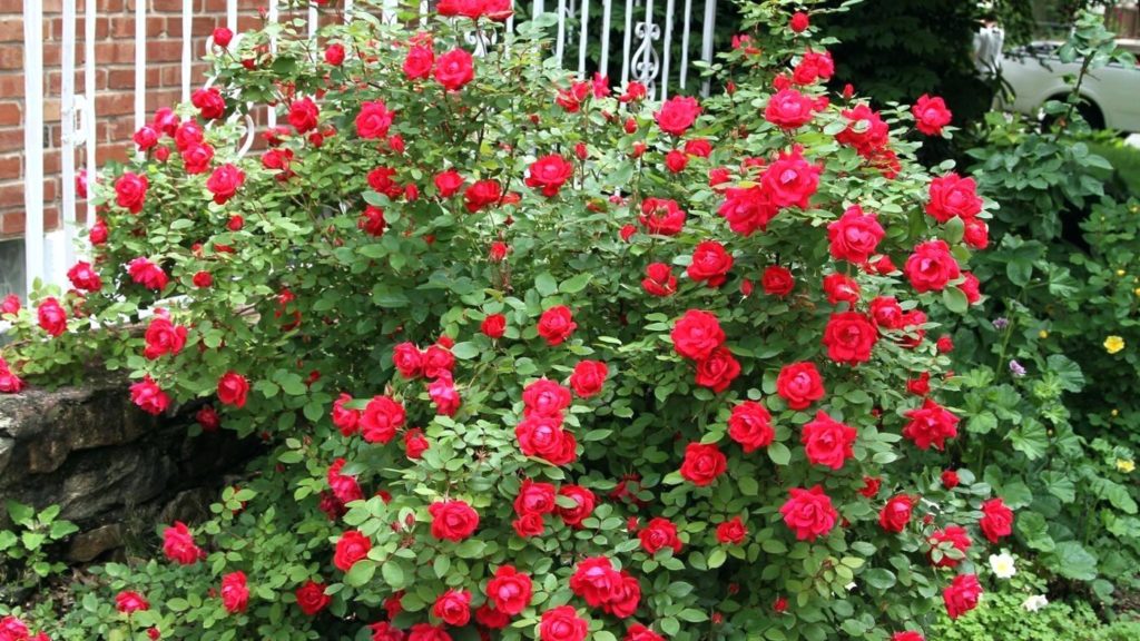 Two Level Rose Growing – What a Display! | The Tree Center™