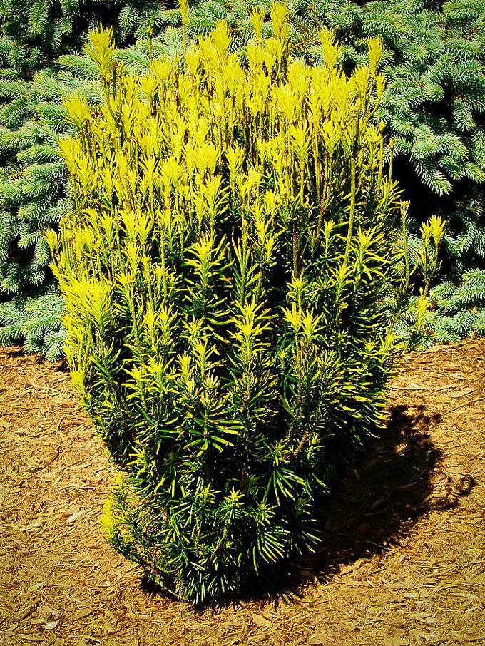 Duke Gardens Plum Yew Trees For Sale | The Tree Center