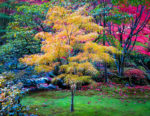 Koto No Ito Japanese Maple Trees For Sale | The Tree Center