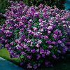 Lavender Lady Lilac For Sale Online | The Tree Center