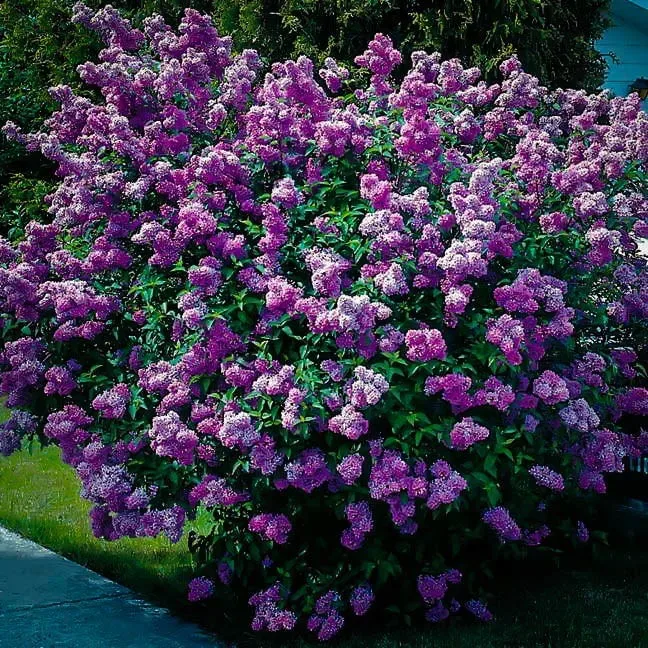 Lavender Lady Lilac For Sale Online | The Tree Center