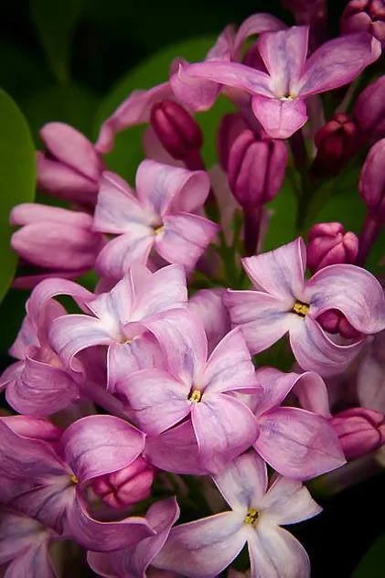Lavender Lady Lilac For Sale Online | The Tree Center