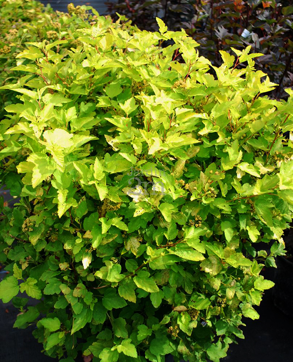 Lemon Candy Ninebark For Sale Online | The Tree Center