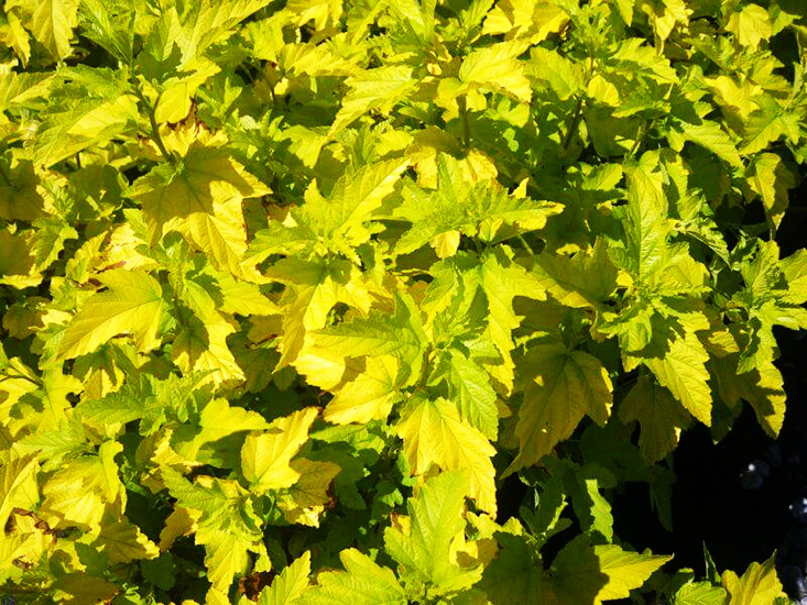 Lemon Candy Ninebark For Sale Online | The Tree Center