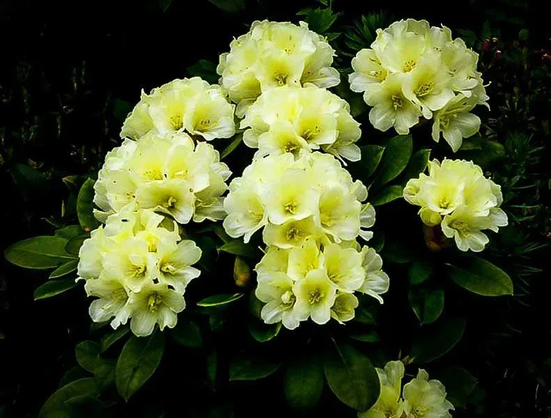 Yellow Rhododendron For Sale | The Tree Center