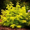Lemony Lace Elderberry Shrubs For Sale Online | The Tree Center
