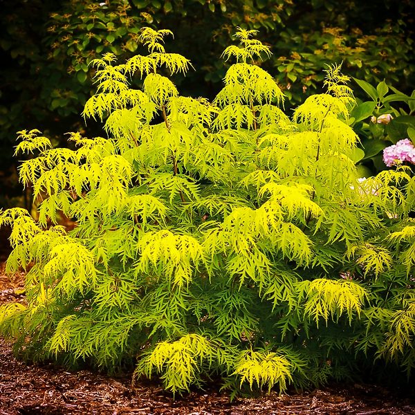 Lemony Lace Elderberry Shrubs For Sale Online | The Tree Center