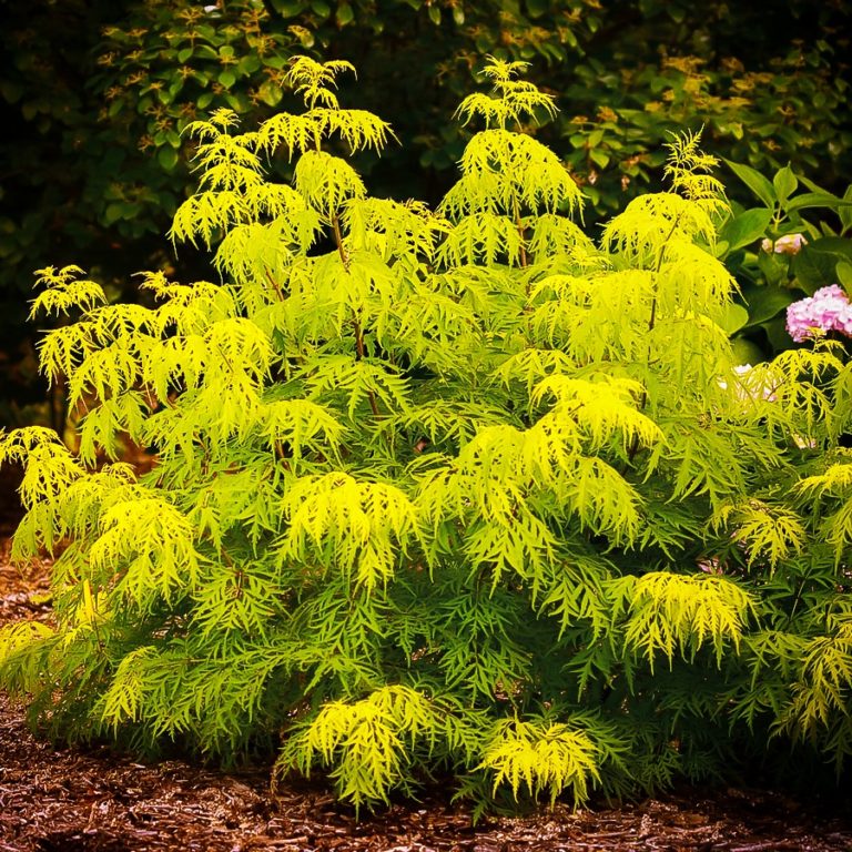 Lemony Lace Elderberry Shrubs For Sale Online | The Tree Center