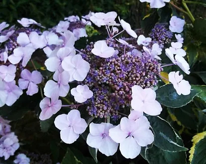 Lemon Wave Hydrangea Shrubs For Sale Online | The Tree Center