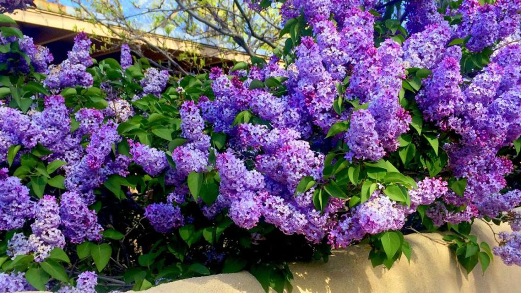 The Story of Lilacs | The Tree Center™