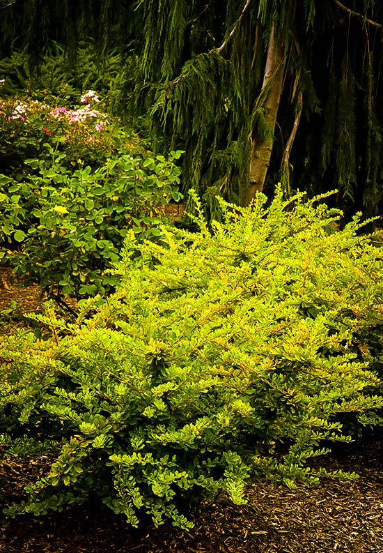 Lime Glow Japanese Barberry Shrubs For Sale | The Tree Center