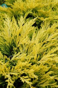 Lime Glow Juniper Trees For Sale Online | The Tree Center