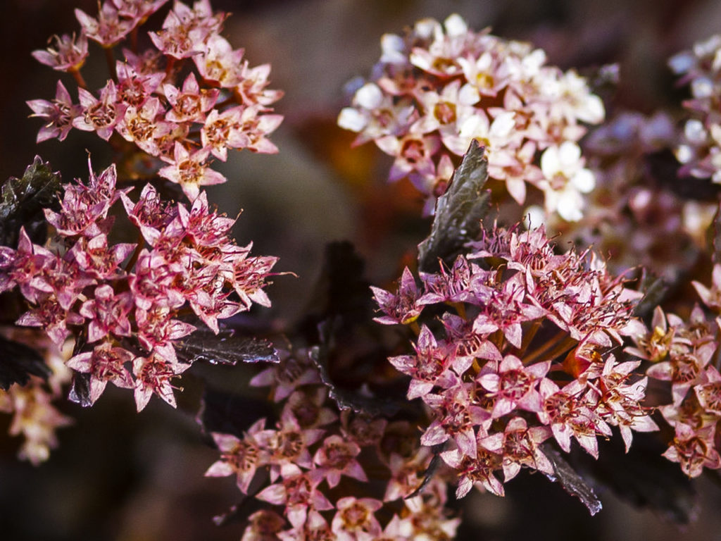 Little Devil Ninebark For Sale Online | The Tree Center