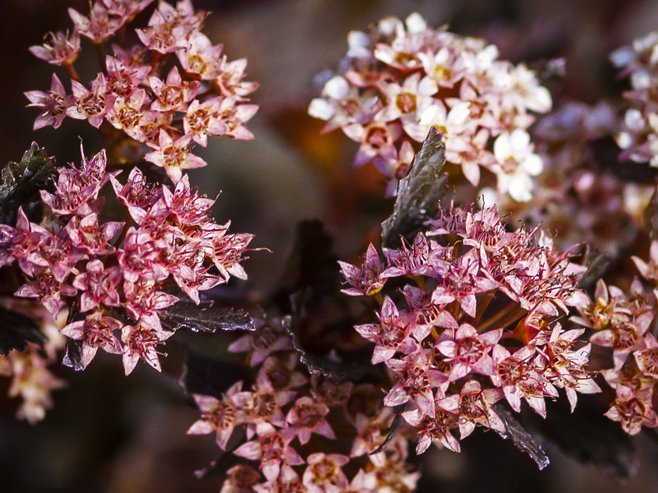 Little Devil Ninebark For Sale Online | The Tree Center