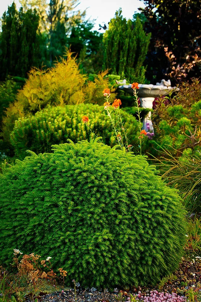 Little Gem Norway Spruce Trees For Sale | The Tree Center