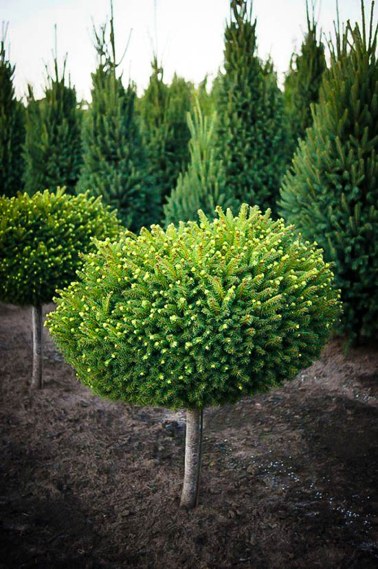 Little Gem Norway Spruce Tree Form For Sale Online | The Tree Center