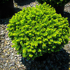 Little Gem Norway Spruce Trees For Sale | The Tree Center