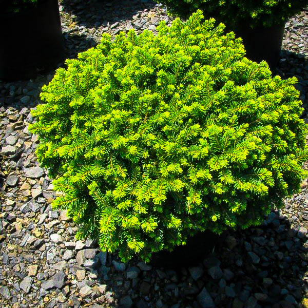 Little Gem Norway Spruce Trees For Sale The Tree Center
