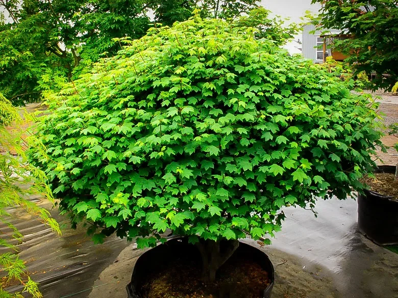 Little Gem Vine Maple For Sale Online | The Tree Center